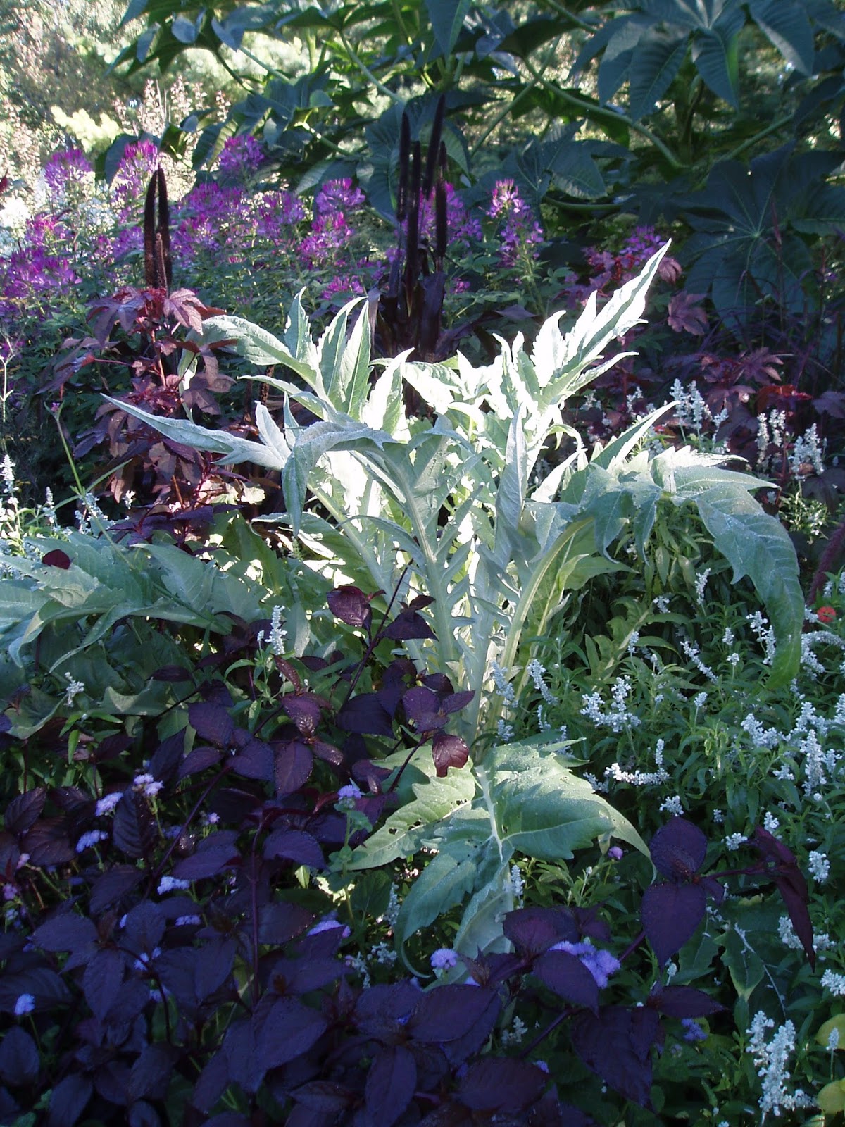 Cool Cardoon (Cynara cardunculus) - Rotary Botanical Gardens