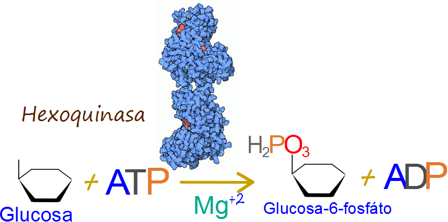 Ciencias de Joseleg: 1er paso: Hexoquinasa