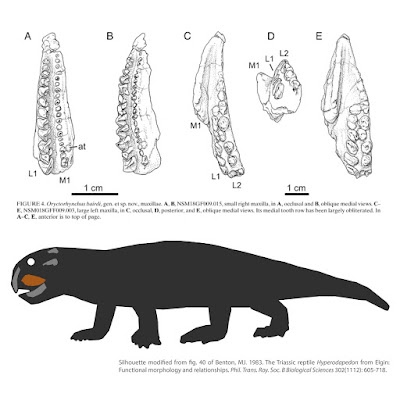 Species New to Science: [Paleontology • 2020] Oryctorhynchus bairdi • A ...