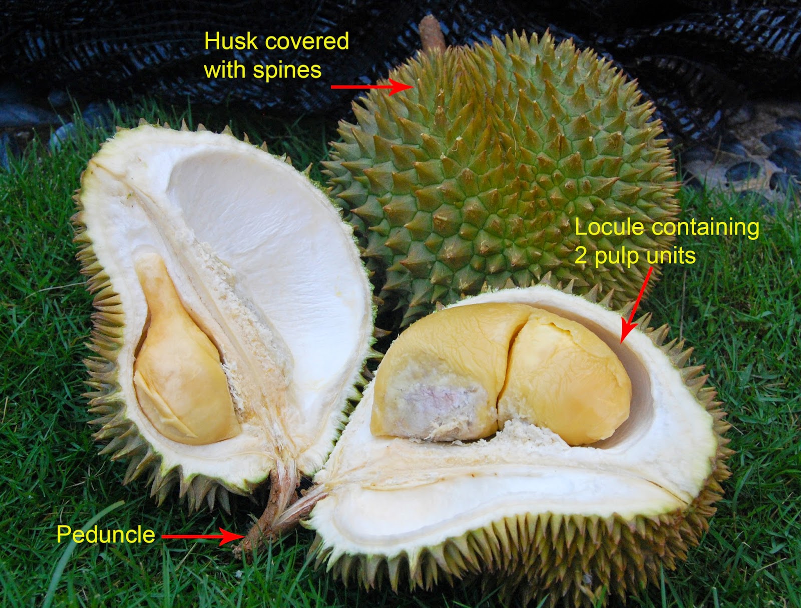 Durian Info: Botany of The Common Durian