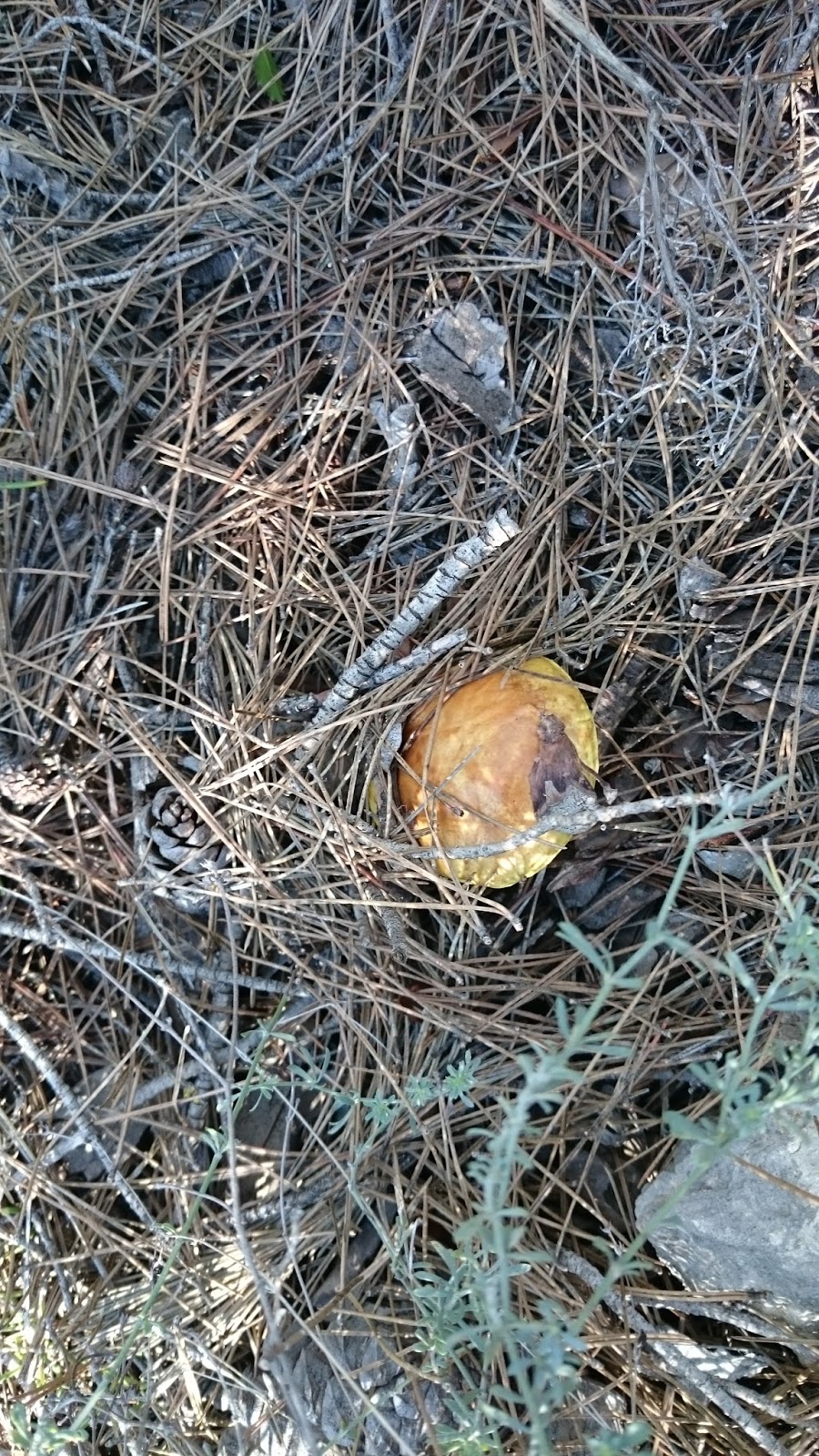 Puebla de Arenoso: noviembre 2016