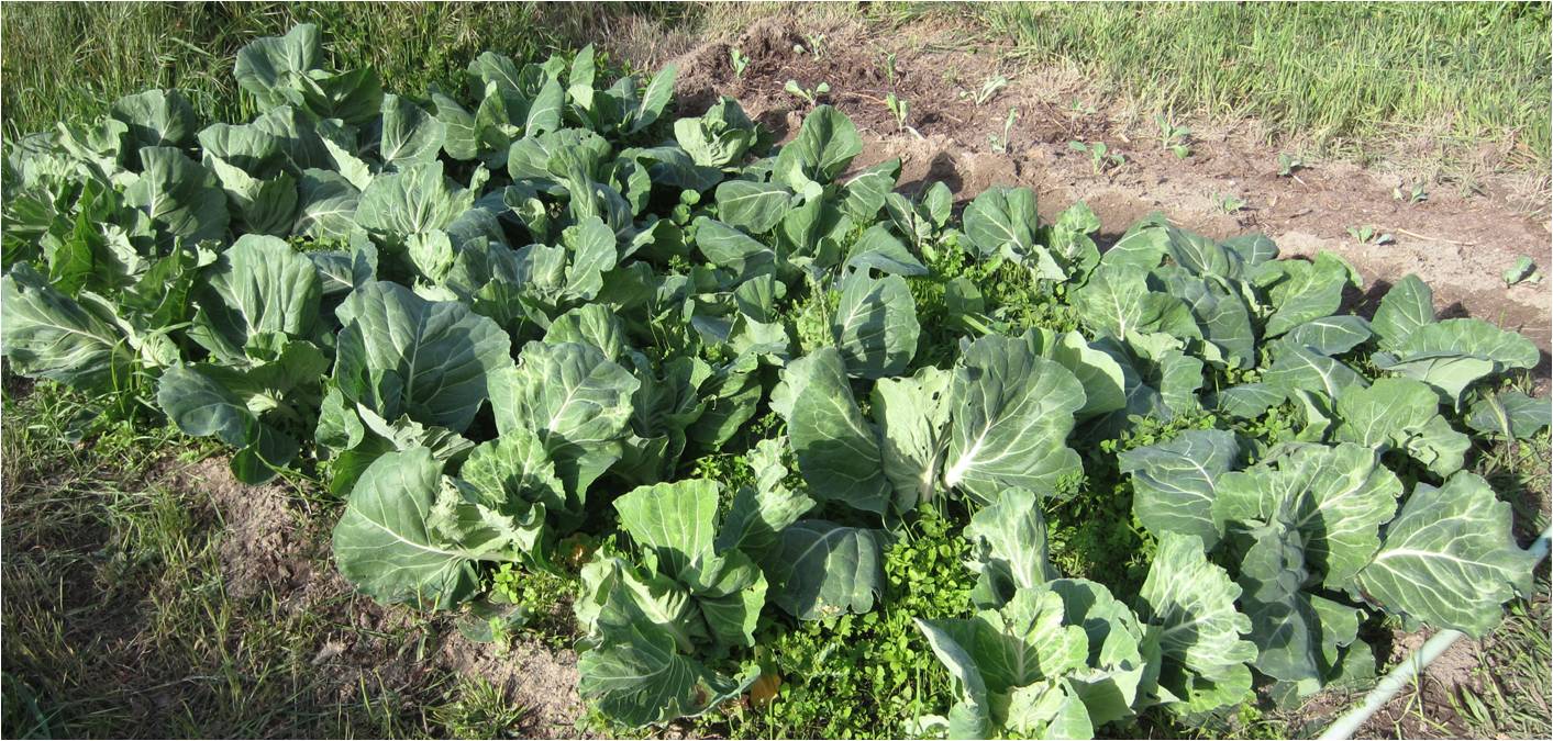 Horta de fim-de-semana: Couves