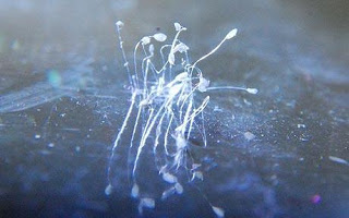 DEUS É O SENHOR E REI SOBERANO DA CRIAÇÃO: UDUMBARA A FLOR CELESTIAL ...