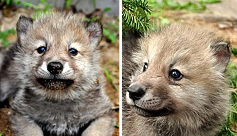 White Wolf : Rare Arctic Wolf Pups Arrive In Minnesota