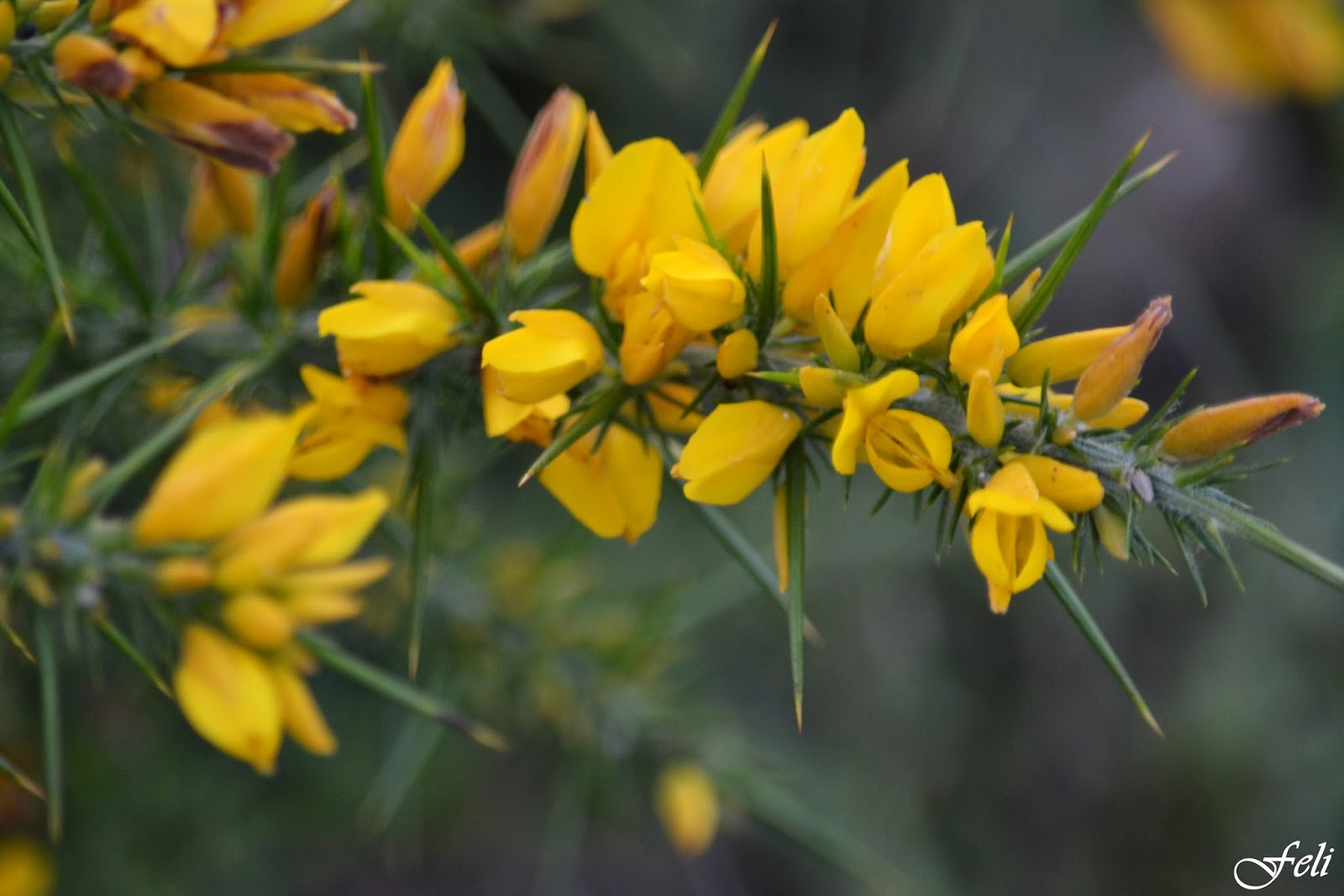 El objetivo de Feli: Ulex gallii