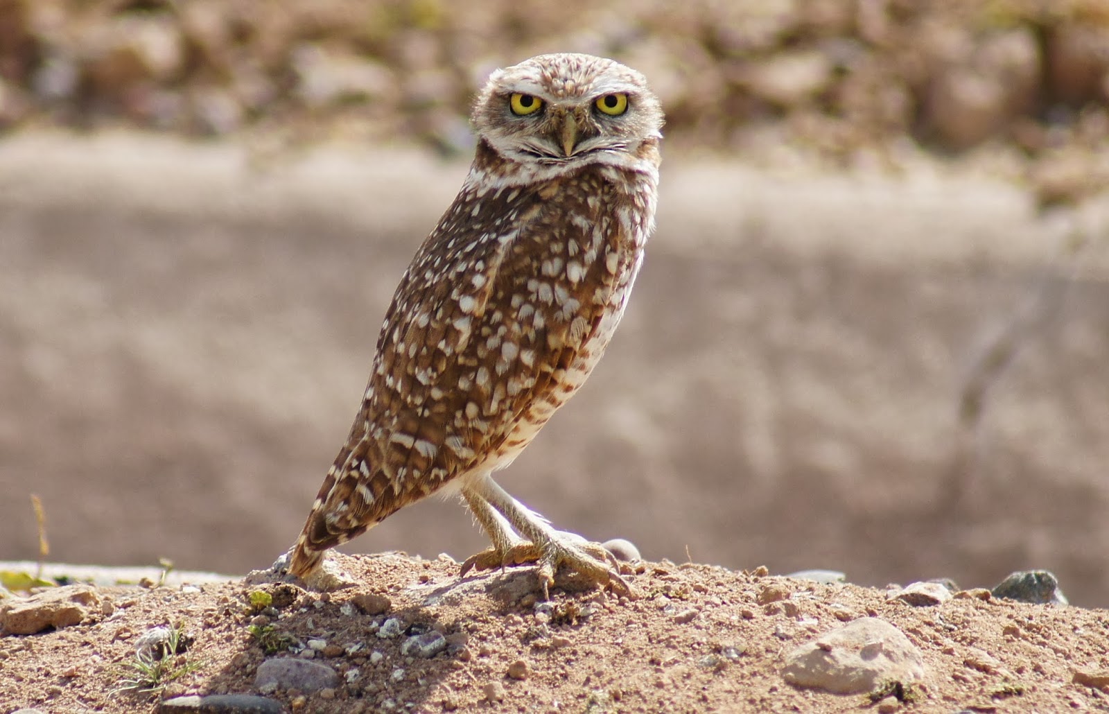 Tommy D's Birding Expeditions: Owling Arizona: 15 Ways to Become Better ...