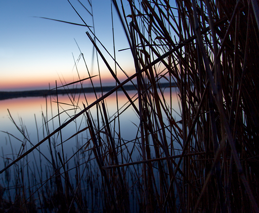 Beyond the Fields We Know: Thursday Poem - Mornings at Blackwater Pond