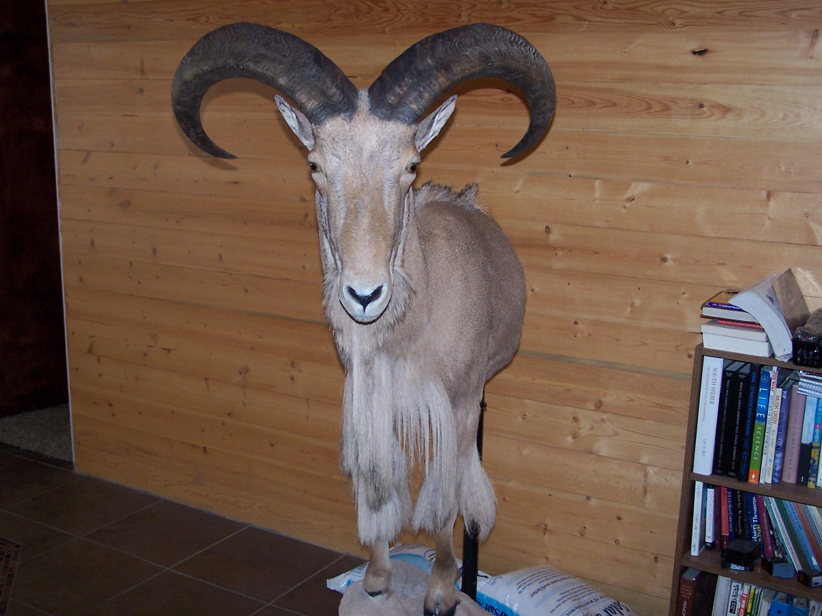True to Life Taxidermy: Aoudad Sheep: Half Body Mount