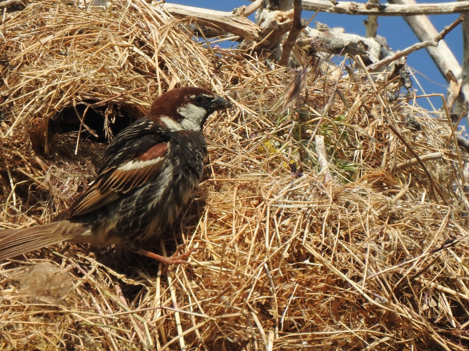 PASARI DIN ROMANIA: VRABIE NEGRICIOASA (2), Passer hispaniolensis
