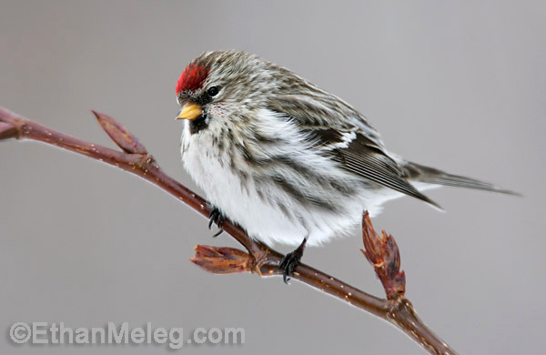 Nature. Observation. Discovery. Community.: Friday Field Notes: The (un ...