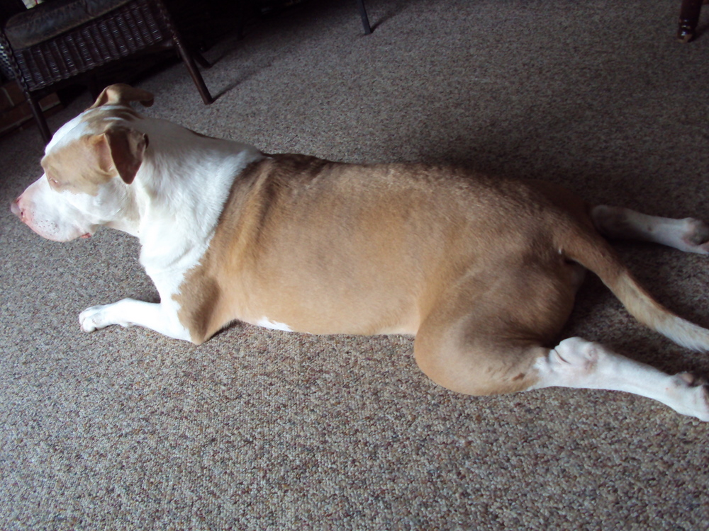 Pit Bull Frogs: Pit Bull Frog Photos