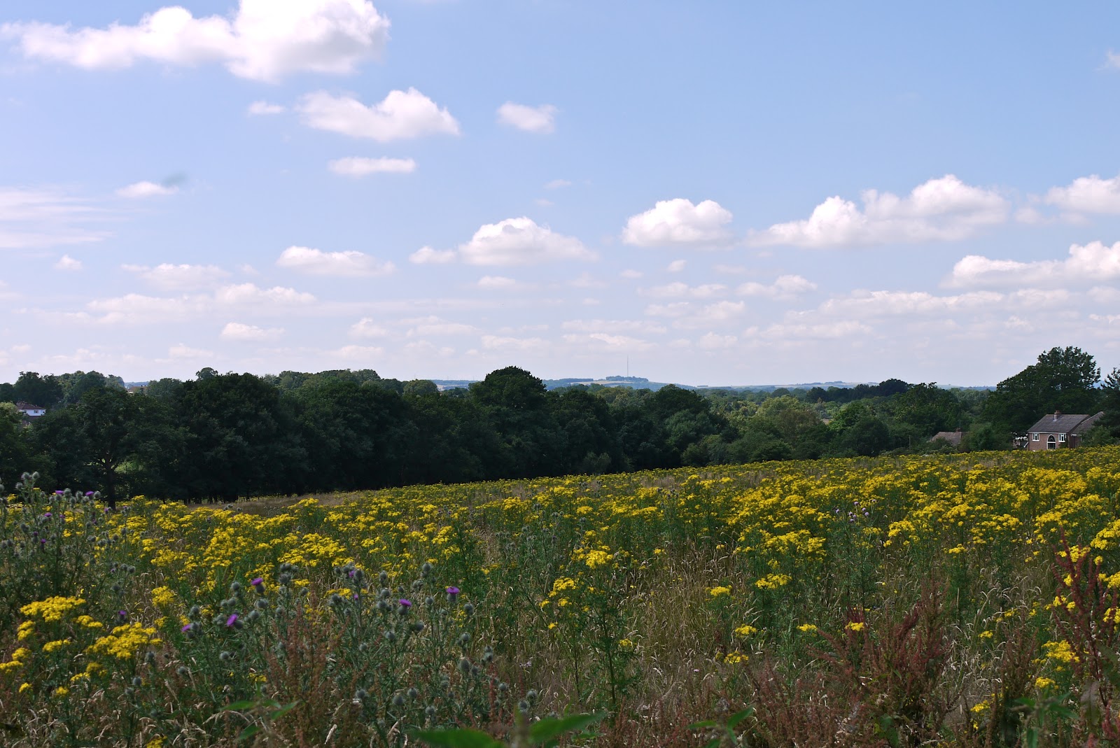 Walking in the country: Pamber Forest