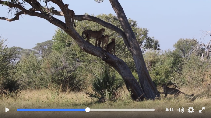 Five cheetahs in a tree, Rwanda gorilla permit increase and Ethiopia ...