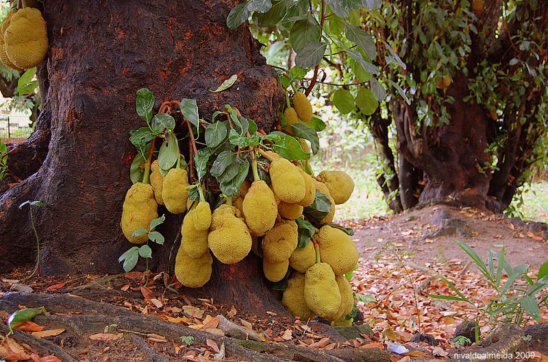 Studio Floral Dora Santoro: Benefícios da Jaca