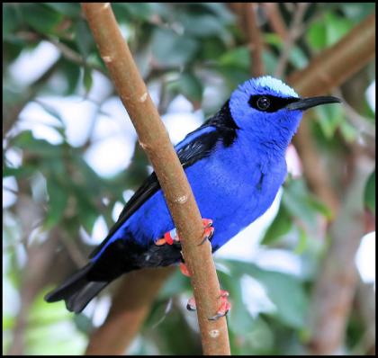 Passáros : Azulão, Curio e Tico-tico