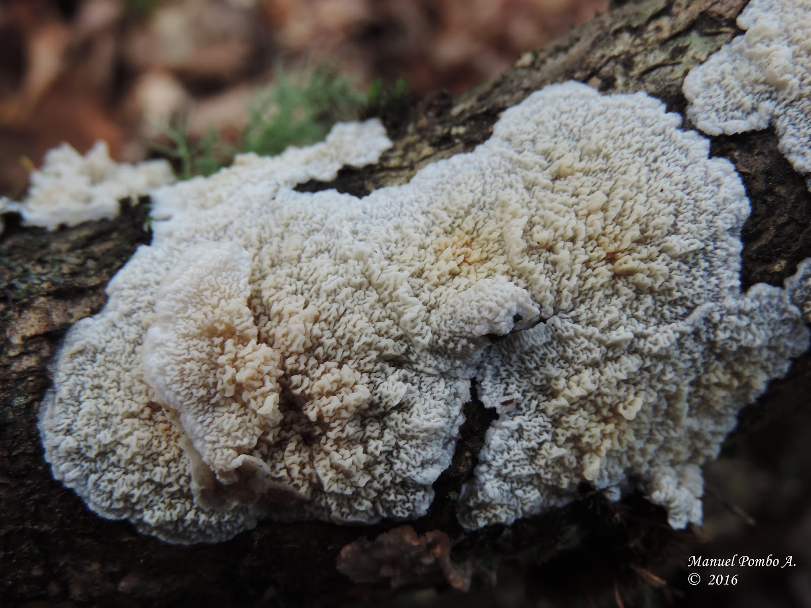 Un micólogo aficionado: Phlebia rufa (Pers.) M. P. Christ.