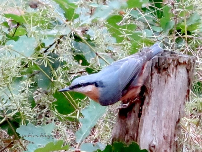 Képek a természetről: Csuszka