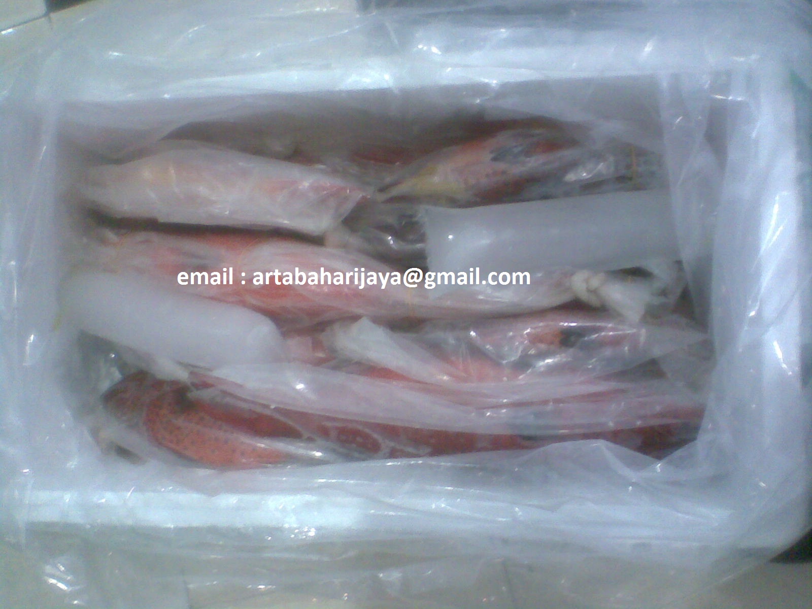 IKAN EXPOR: PACKING IKAN KIRIM PESAWAT CARGO