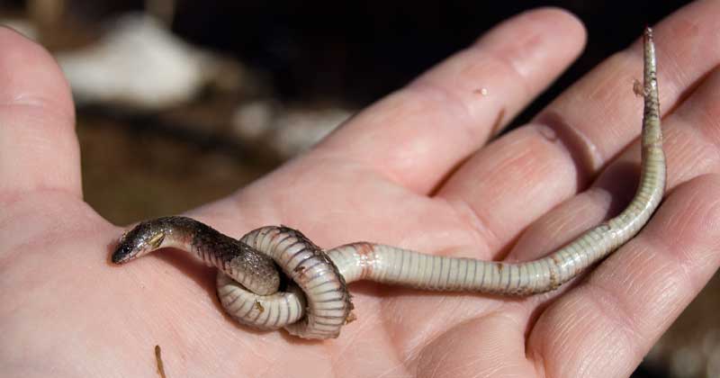 What Do Thread Snakes Eat