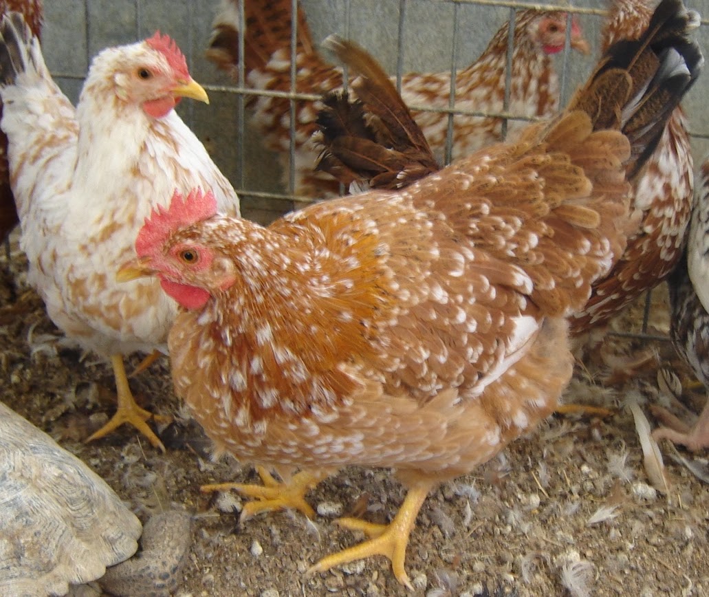 Aloha Chickens: Stephen's 2013 Alohas