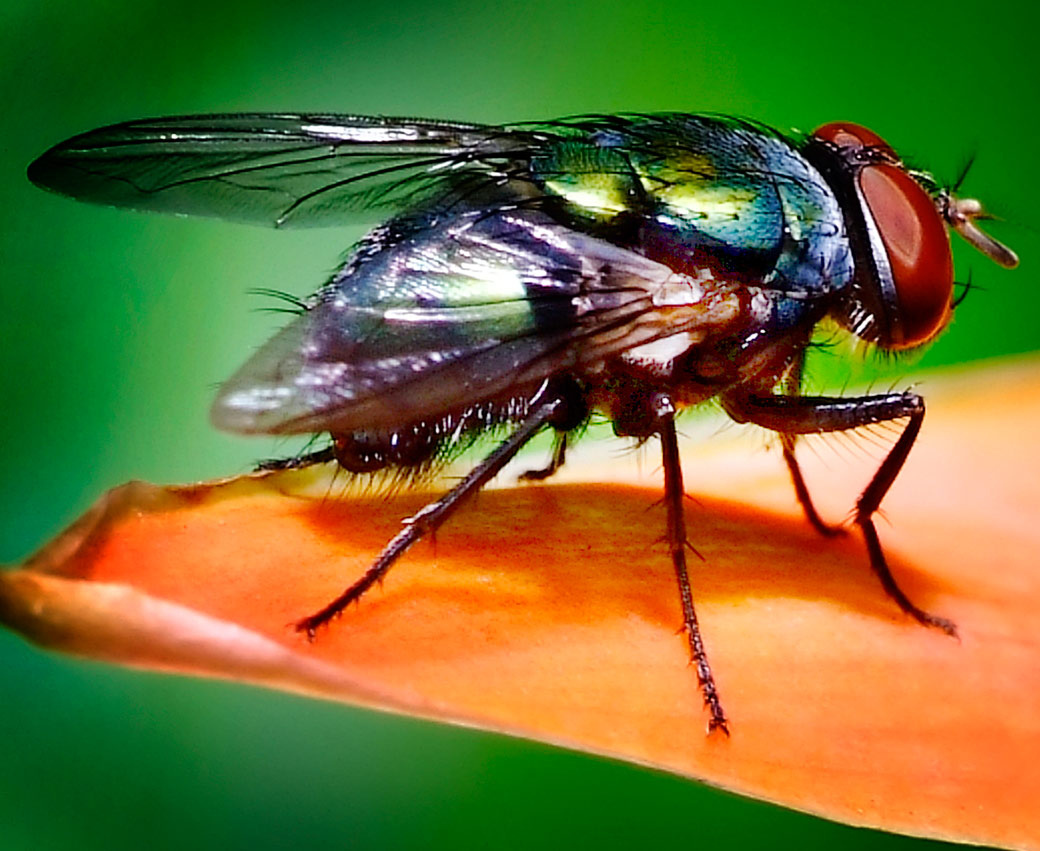 Moscas voladoras: moscas que vuelan como un avion