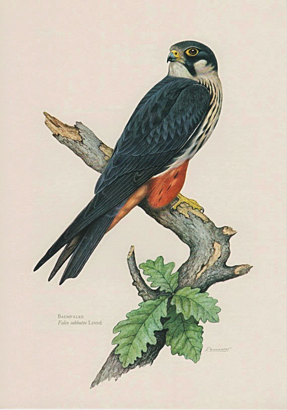 Let's keep it wild.: Falcon collection