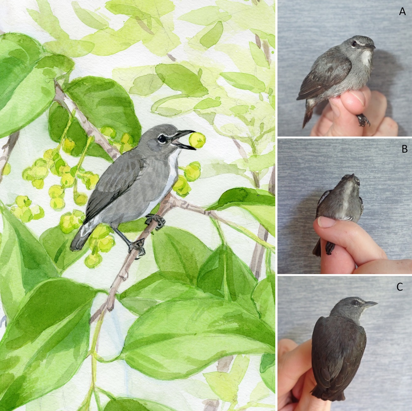 Species New to Science: [Ornithology • 2019] Dicaeum dayakorum ...