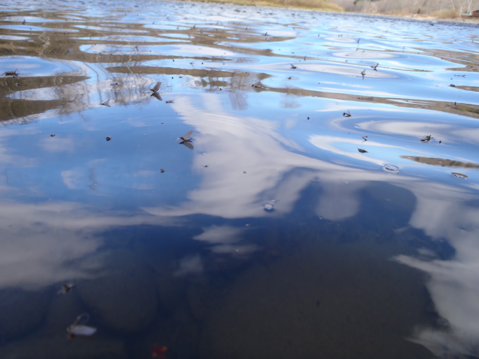 I FISH NEW YORK: Fly Fishing The Beaverkill River