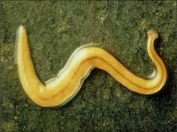 Platyhelminthes (Cestoda/Cacing Pipih) - BIOMA SMAIT NH