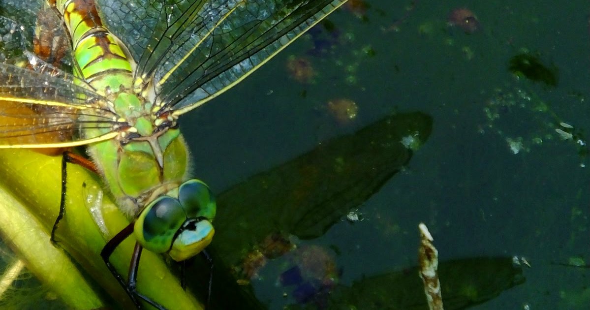 de grote keizerlibel