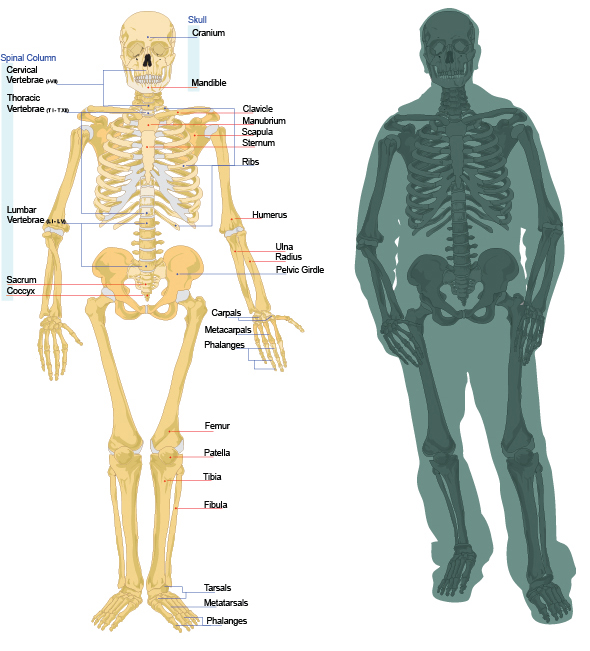 The Sketchpad: My Skeleton
