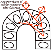 ΠΑΡΑ ΔΗΜΟΝ ΟΝΕΙΡΩΝ: Εξέλιξη: Η διαδικασία της ανθρωποποίησης