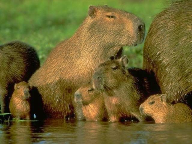 ZOOCRIA DE CHIGUIRO (Hydrochoerus hydrochaeris) : Imagenes