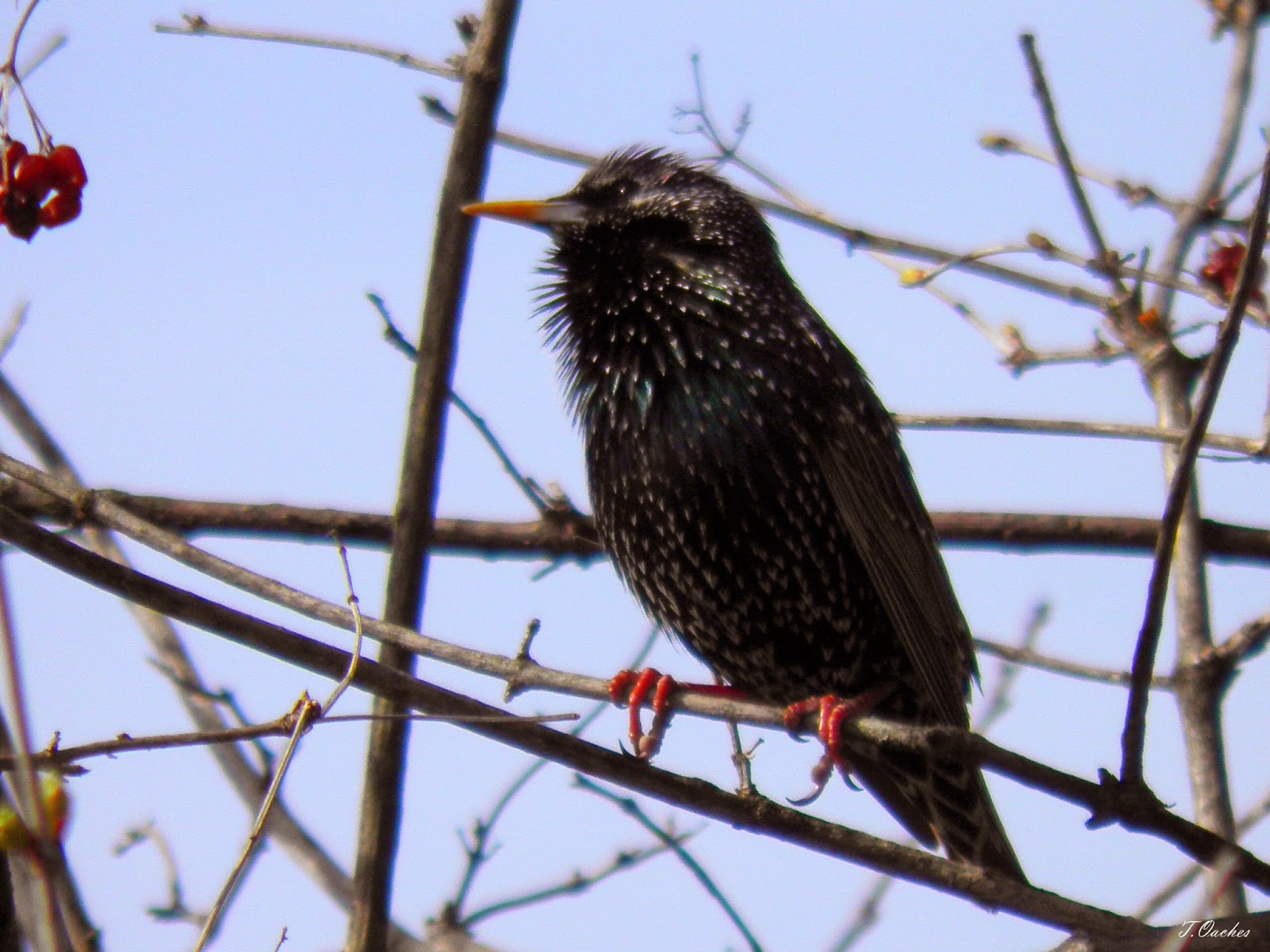 PASARI DIN ROMANIA: GRAUR (1), Sturnus vulgaris