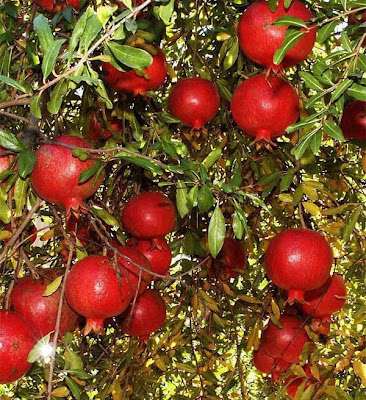 Por um toque: Pé de Romã.