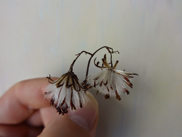 Herbs from Distant Lands: Gynura procumbens - Sabungai, Leaves of Gods ...