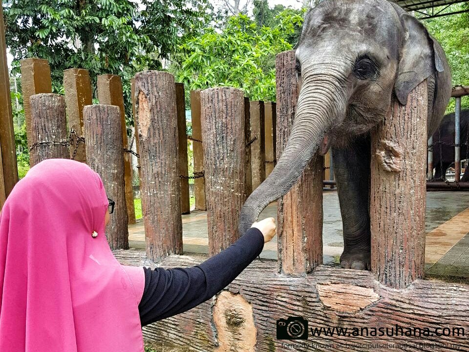 Tempat Menarik di Pahang : Pusat Konservasi Gajah Kebangsaan Kuala ...