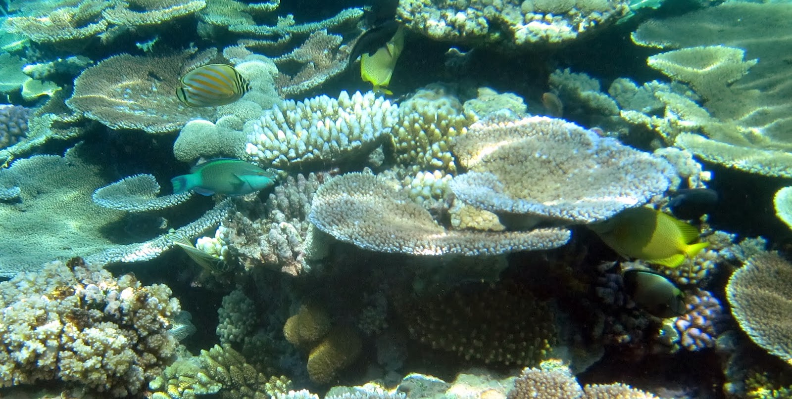 The traveling manatees by Nancy French: The Great Barrier Reef