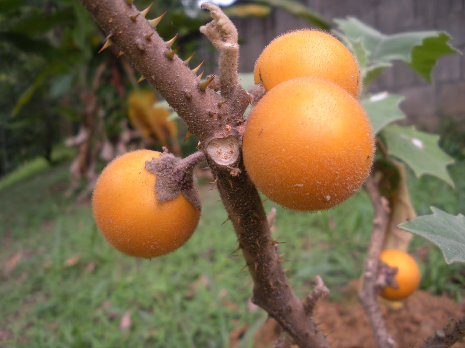 Petite Nyonya's Kitchen...for all seasons: Mom's Sambal Belacan Terung ...