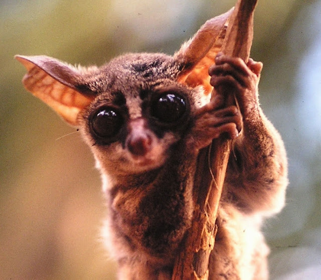 Let's Draw Endangered Species! : ): Rondo Dwarf Galago