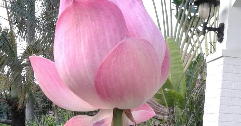 Toko Bunga Magnum Jakarta Barat - Online Florist Indonesia 24 Jam ...