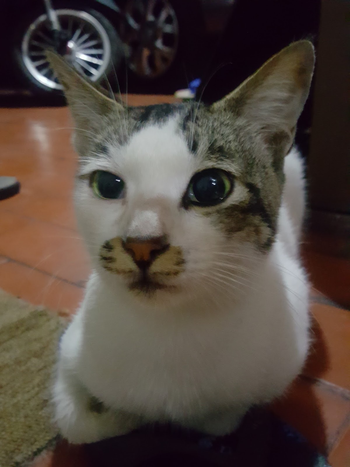 Oreo, Kucing Kampung Yang Bikin Bingung | Kucing Kampung Rumahku