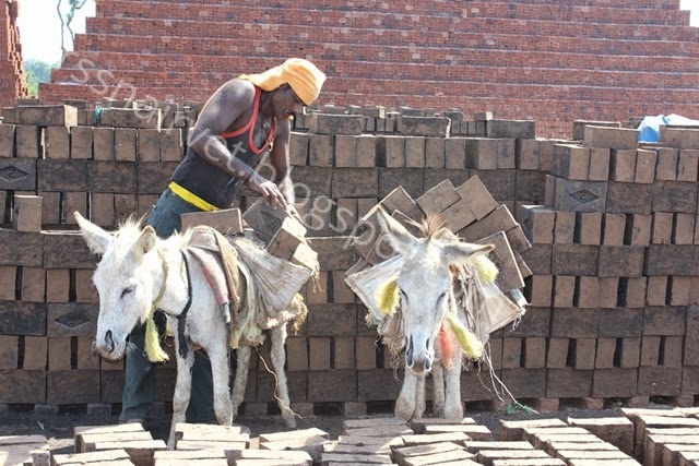 drssnairvetblogs: THE STORY OF INDIAN DONKEYS