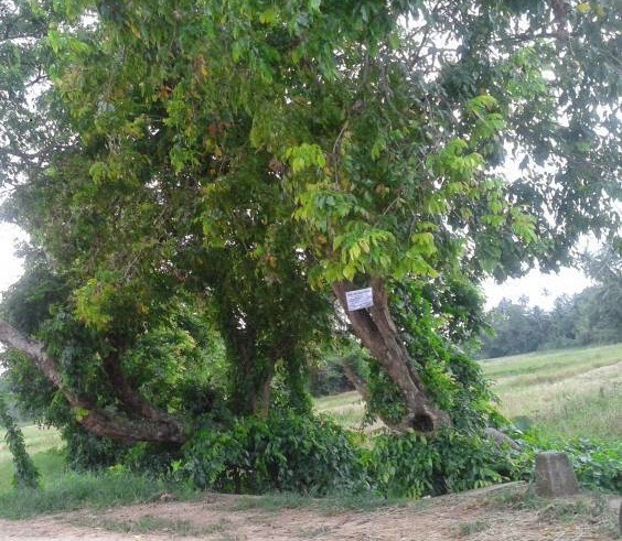 M A N T H A L A W A: මඟුල් කරඳ සහ අහිකුන්ඨිකයෝ | Magul Karanda & Sri ...