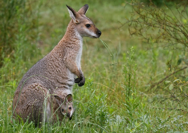 Wallaby | The Biggest Animals Kingdom