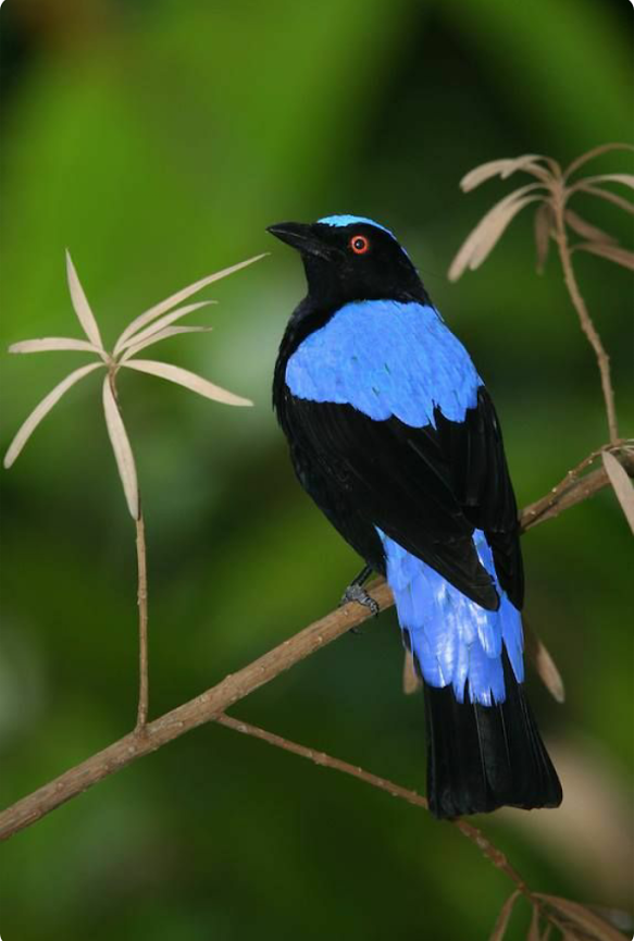 Birds in Thailand: Asian Fairy Bluebird