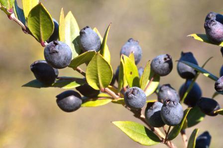 les fruits bios du sud: Le myrte sauvage et ses bienfaits … « rihane ...