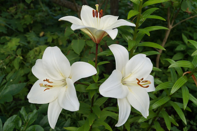 Lillians hage: Liljene - sensommerens dronninger - og om planting av liljer