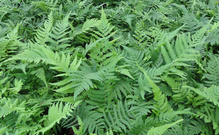 GoGardenNow - The Gardening Blog: Southern Shield Fern - Graceful and ...