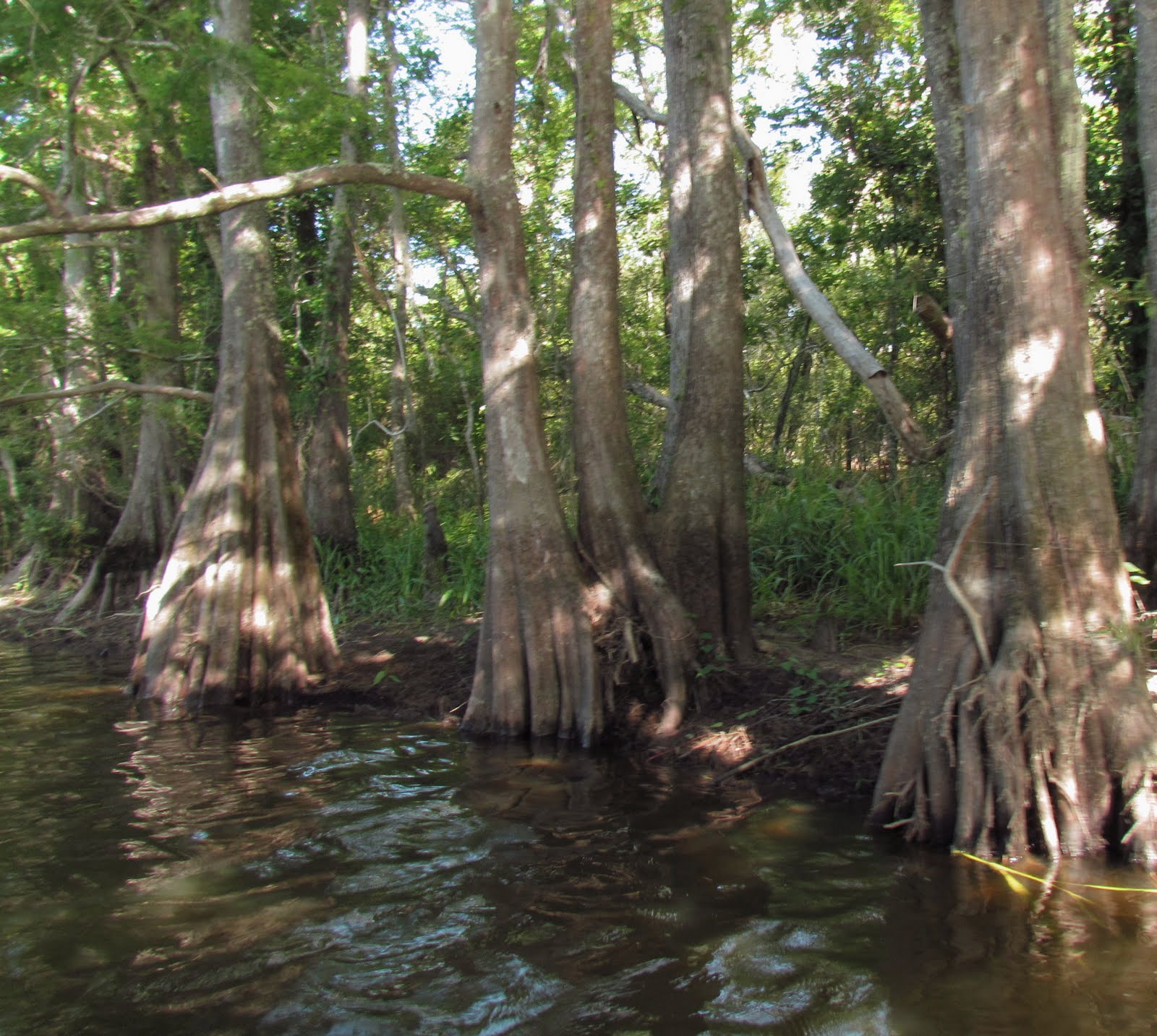 Adventures of a Vagabond Volunteer: Turtle Bayou on Sunday Morning